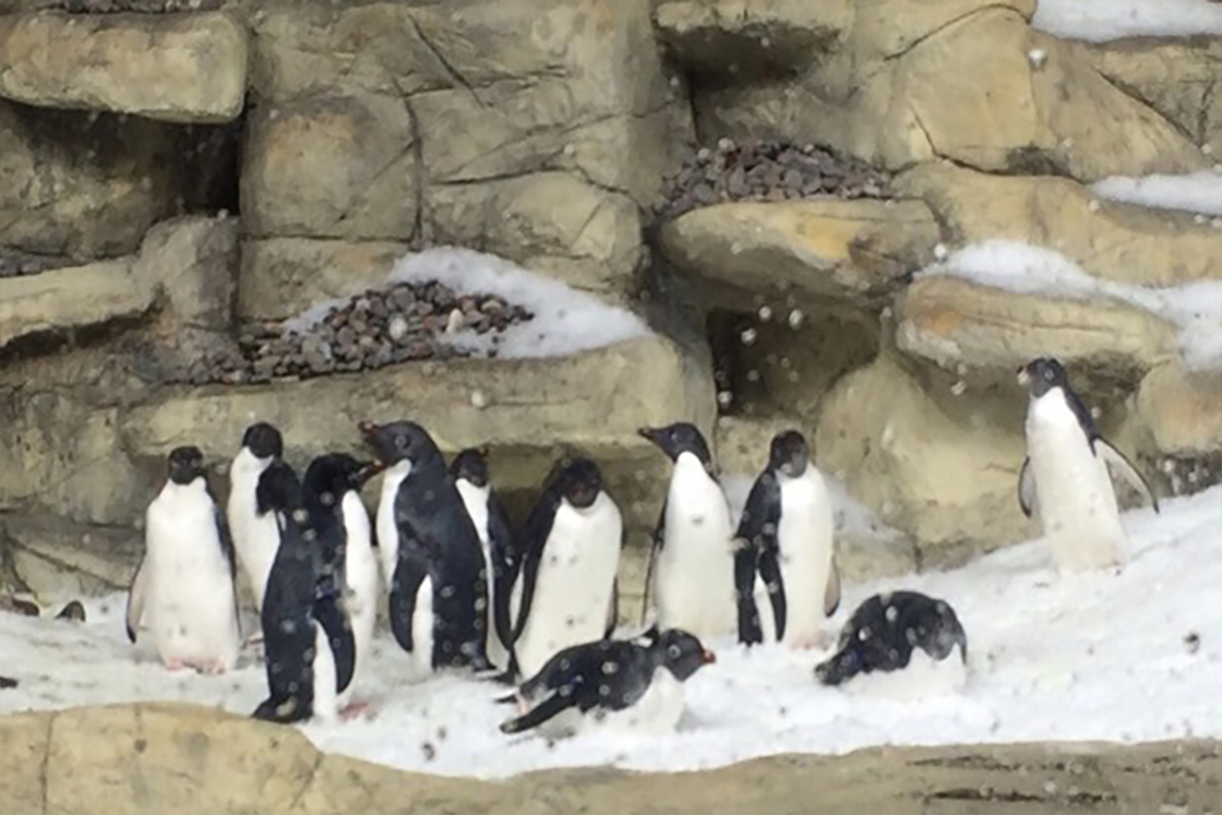 Penguins in Mexico enjoy their new home thanks to Danfoss cooling | Danfoss