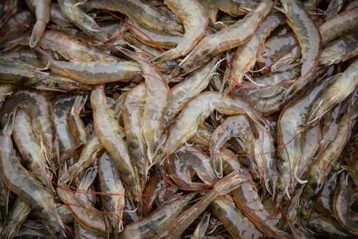 Freshwater Shrimp Farming New Digital Tools For Sustainable Shrimp